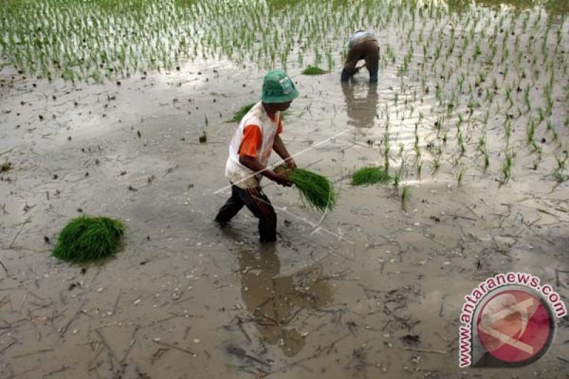 MUSIM TANAM PADI KEDUA - ANTARA News Makassar