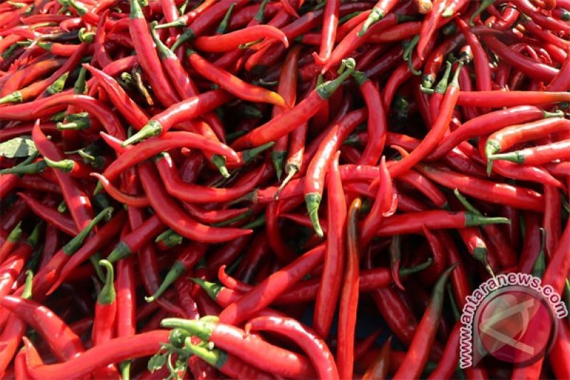 Harga cabai merah di Pekanbaru tembus Rp44.000 sekilo - ANTARA News