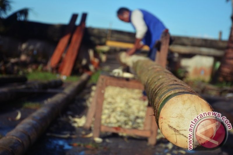 Meraut Pohon Pinang - ANTARA News Kaltara