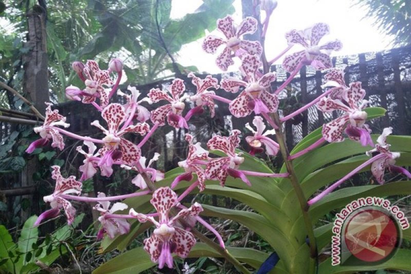 TNGM terus identifikasi jenis Anggrek Merapi - ANTARA News Yogyakarta ...