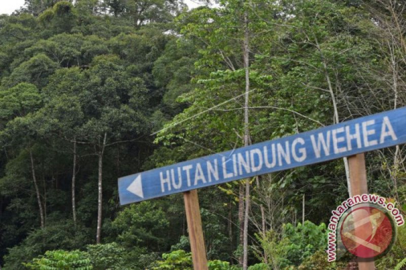 Daftar 7 hutan lindung Indonesia dan peran pentingnya bagi ekosistem - ANTARA News
