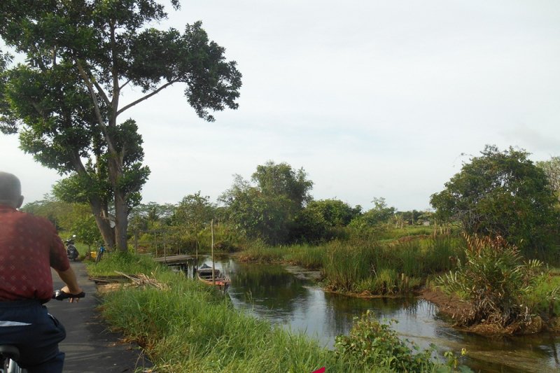Banjar Mengoptimalkan Lahan Rawa Lebak 500 Hektare - ANTARA News ...