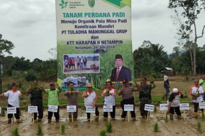 Lahan sawah organik Bartim dioptimasi dengan sistem mina padi - ANTARA News Kalteng