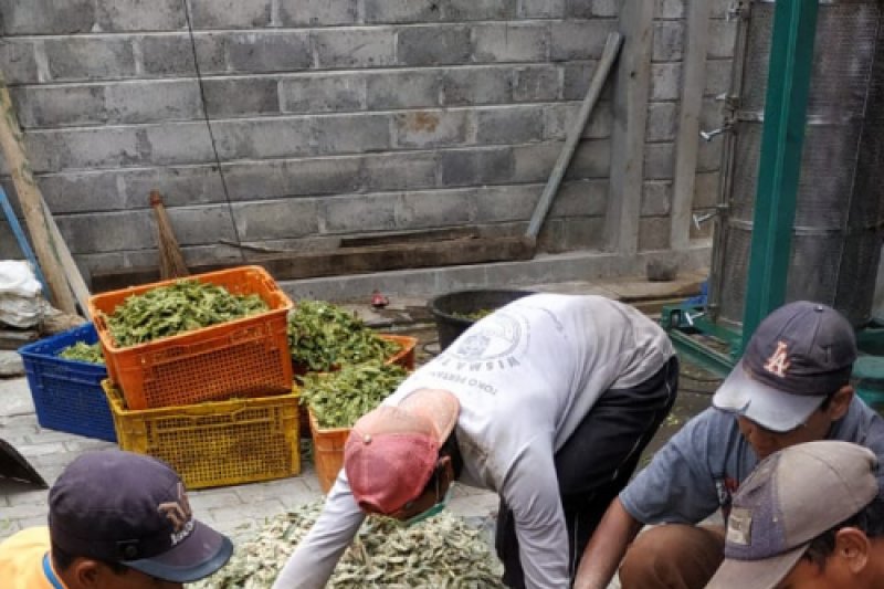 Dengan Teknologi Fermentasi, Limbah Kulit Edamame Jadi Pakan Ternak di ...