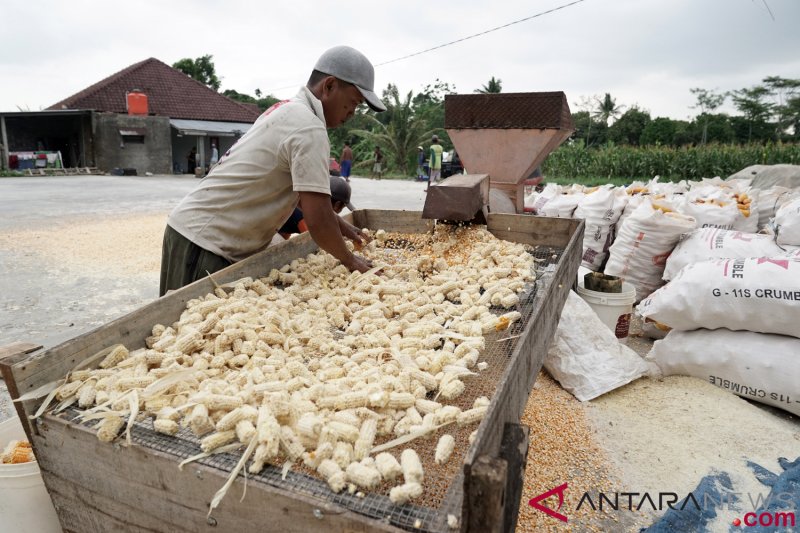 Asosiasi : Gudang pabrik pakan ternak tidak cukup besar - ANTARA News