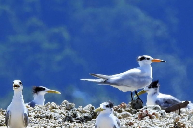 Fenomena apakah ini, burung dara laut jambul di Maluku bermigrasi ke ...