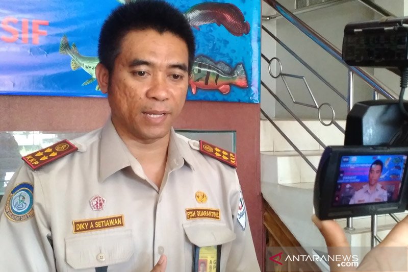 BKIPM lepas liarkan seratusan ribu baby lobster senilai Rp15 miliar ...