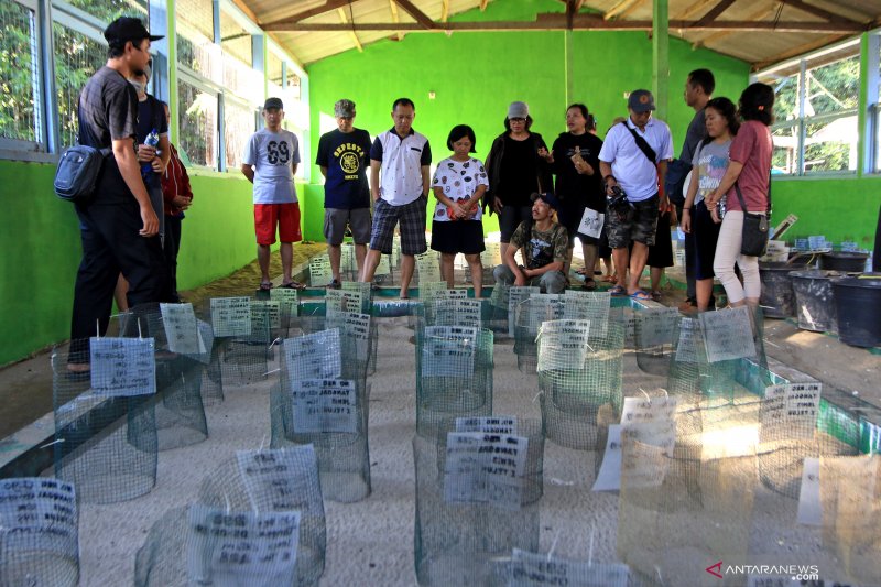 Wisata edukasi konservasi Penyu - ANTARA News