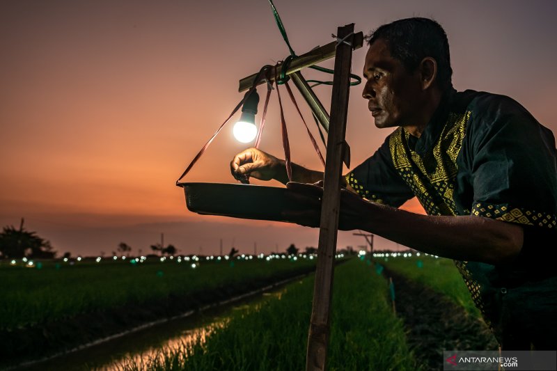 Petani bawang merah pasang perangkap hama serangga - ANTARA News