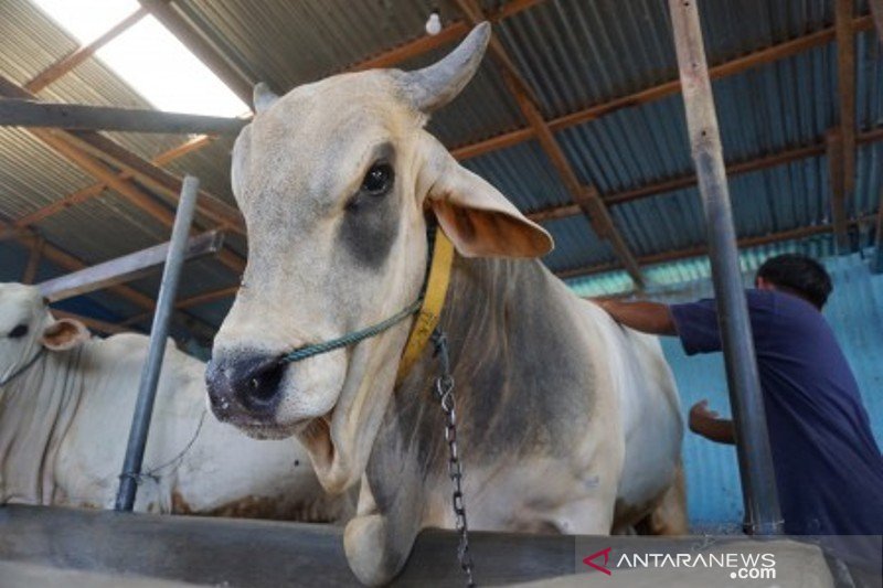 Puluhan ribu semen beku inseminasi sapi didatangkan di Sulteng - ANTARA ...