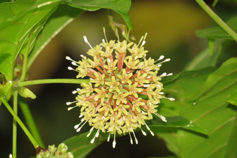 Indonesia jadi pemasok utama gambir di dunia - ANTARA News