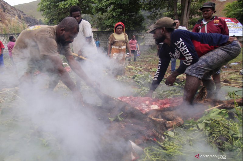 Papua Terkini - Bakar batu untuk perdamaian Papua - ANTARA News