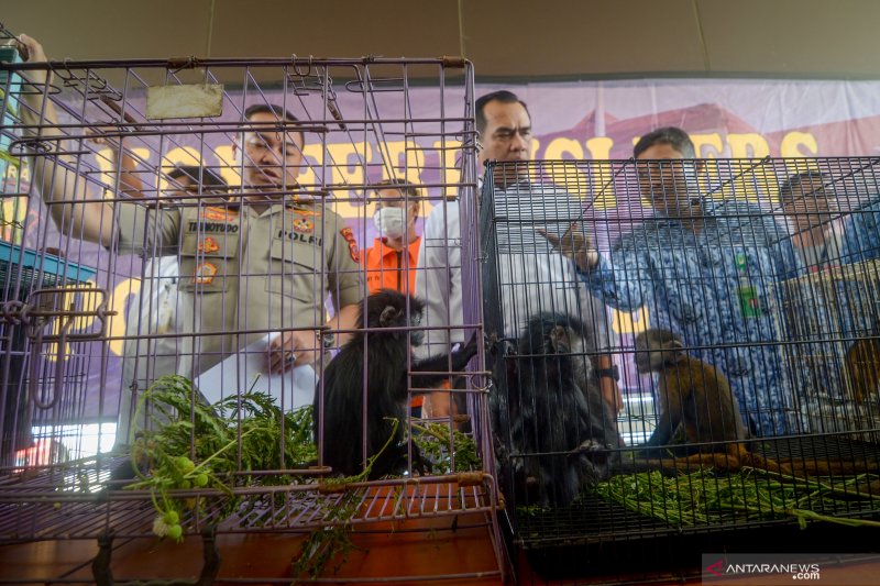 Penyelamatan satwa dilindungi - ANTARA News