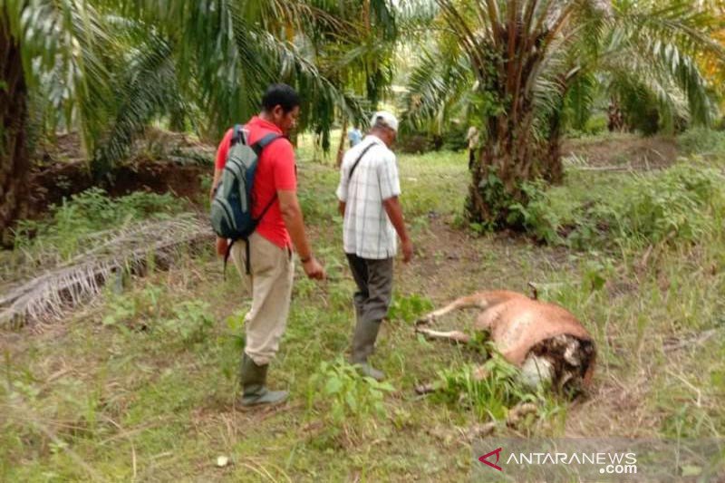 80 sapi mati mengenaskan akibat kekeringan di NTT - ANTARA News