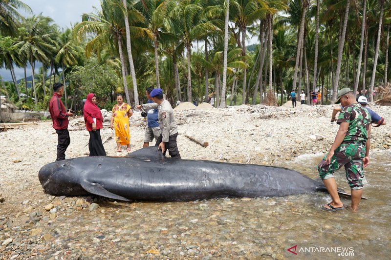 Paus pilot terdampar dan mati di Pantai Selatan Gorontalo - ANTARA News