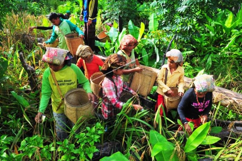 Panen Padi Ladang Suku Talang Mamak - ANTARA News Papua