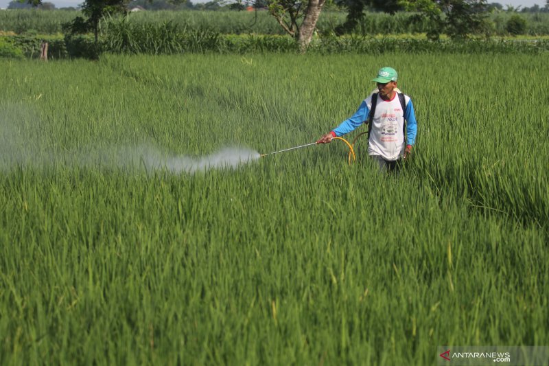 Pengendalian hama wereng batang cokelat - ANTARA News Jawa Timur