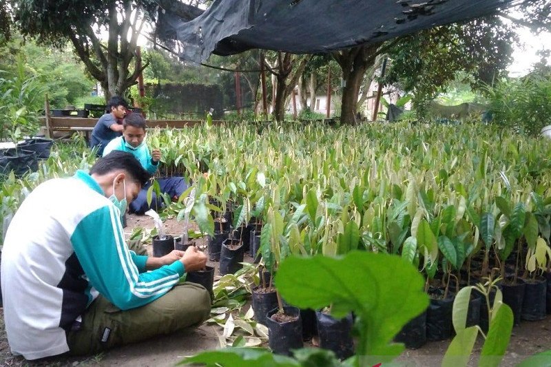 Koptan binaan RAPP diakui produksi buah bersertifikat - ANTARA News Riau