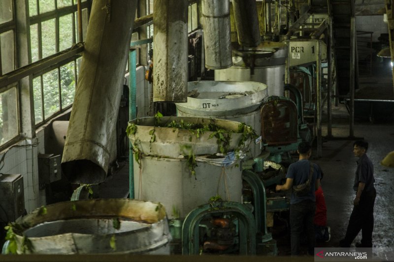 Pabrik penghasil teh hitam terbaik di Indonesia - ANTARA News