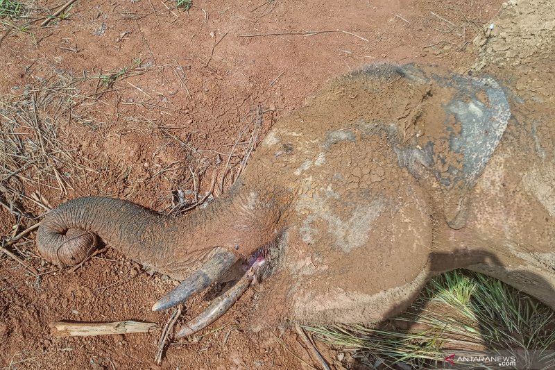 Gajah sumatera mati di Aceh Jaya - ANTARA News