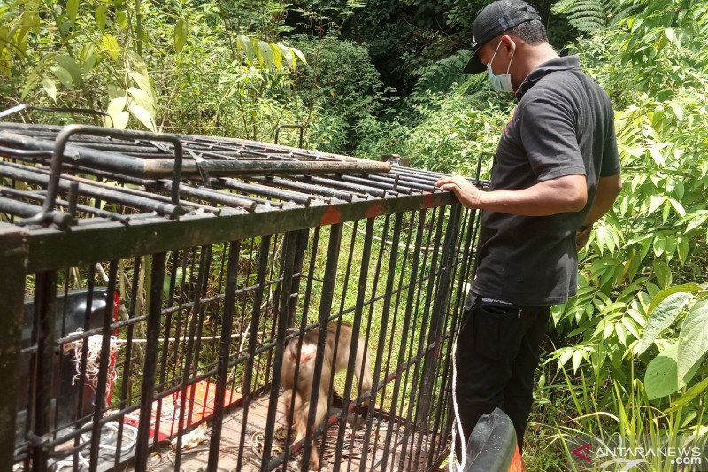 Beruk resahkan warga Agam dilepasliarkan di Hutan SM Malampah Pasaman ...