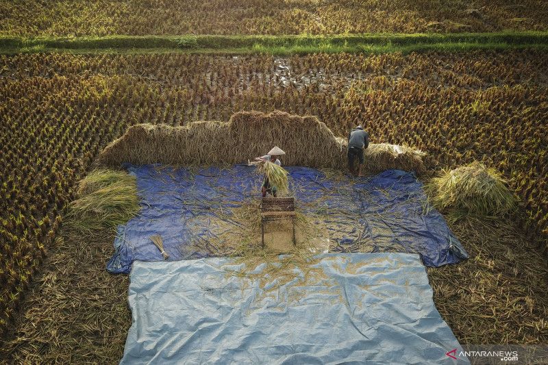 BPS catat luas panen padi nasional meningkat 0,19 juta hektare - ANTARA News Jawa Barat