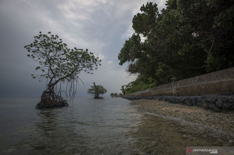 Seawall, mangrove integration planned for Java’s northern coast ...
