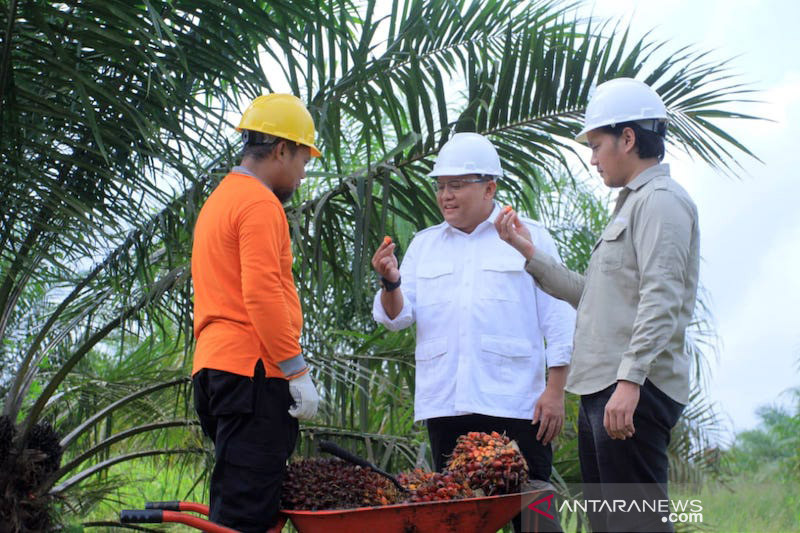 Musi Banyuasin targetkan peremajaan sawit rakyat 52.000 ha pada 2024 - ANTARA News