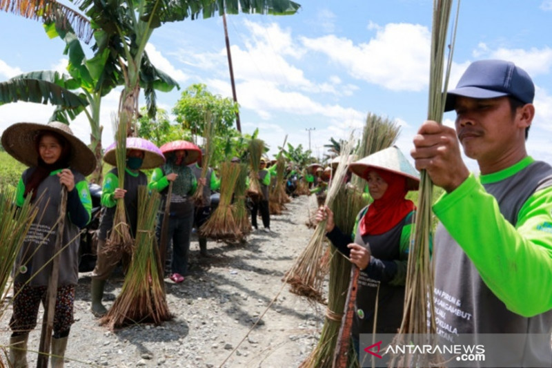 Eco Fesyen Indonesia tanam 200.000 bibit purun di Barito Kuala - ANTARA ...