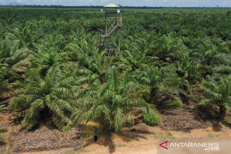 Palm and rubber commodities remain mainstay for West Kalimantan ...