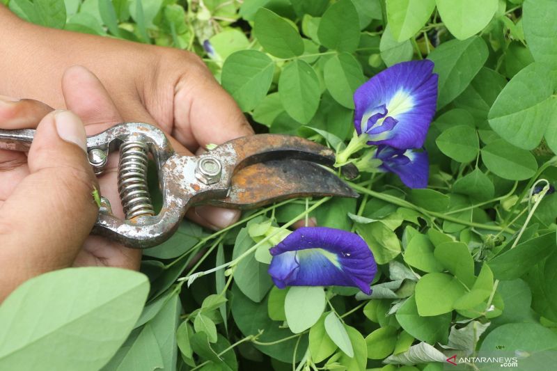 Pakar: Bunga Telang miliki nilai ekonomi tinggi tapi jarang dilirik ...