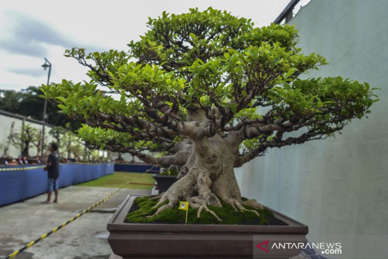 Pameran nasional bonsai - ANTARA News Jawa Barat