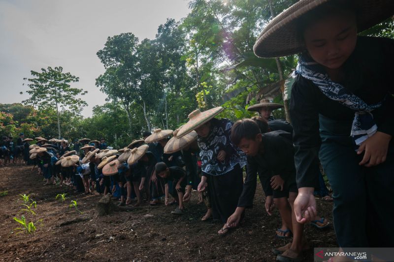 Tradisi Ngaseuk Suku Baduy - ANTARA News