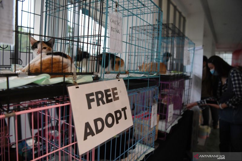 Festival Pecinta Kucing - ANTARA News