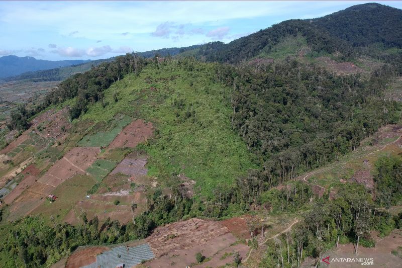 Perambahan hutan di kawasan Taman Nasional Kerinci Seblat - ANTARA News