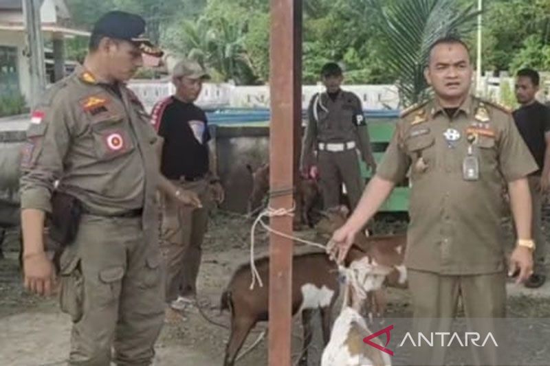 Satpol PP amankan puluhan hewan ternak - ANTARA News Aceh