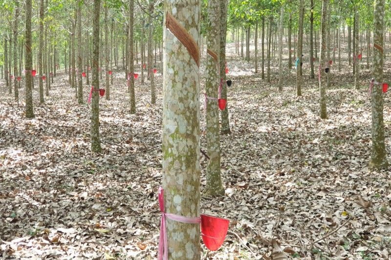 North Sumatra's rubber exports down 19.79% in Feb - ANTARA News