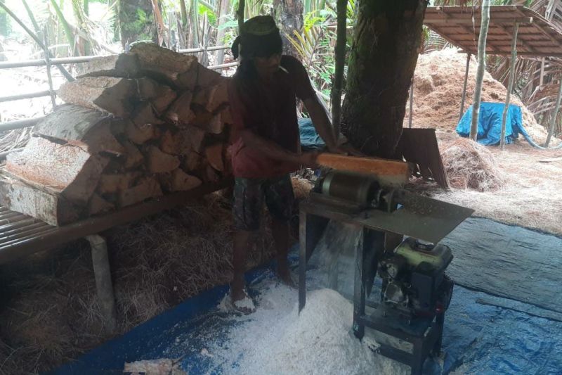 Peneliti: Pengolahan sagu modern di Maluku harus sejalan dengan ...