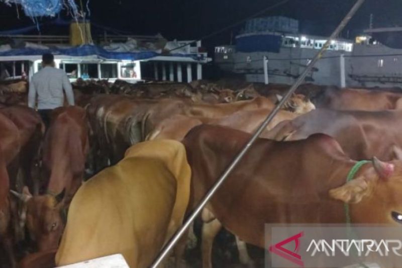 BKP Pangkalpinang ambil 23 sampel darah sapi suspek PMK - ANTARA News