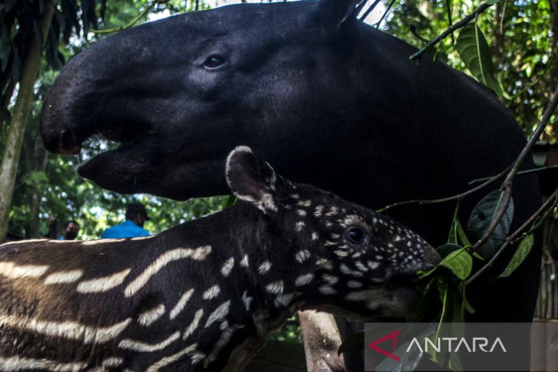 Koleksi Tapir di Kebun Binatang Bandung bertambah - ANTARA News Jawa Barat