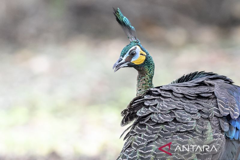 Habitat merak hijau di Taman Nasional Ujung Kulon - ANTARA News