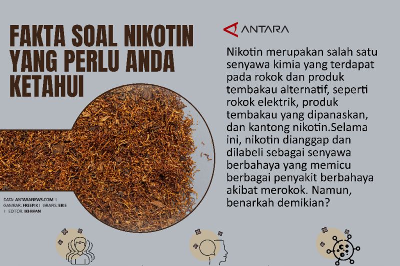 Fakta soal nikotin yang perlu anda ketahui - ANTARA Sumatera Barat