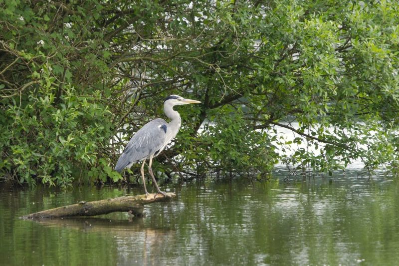 Kawasan ekowisata habitat burung Blekok terima 15.000 bibit mangrove ...
