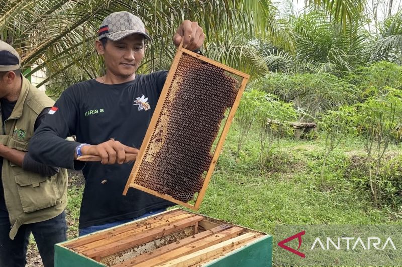 Menjaga hutan dengan membudidayakan lebah madu - ANTARA News