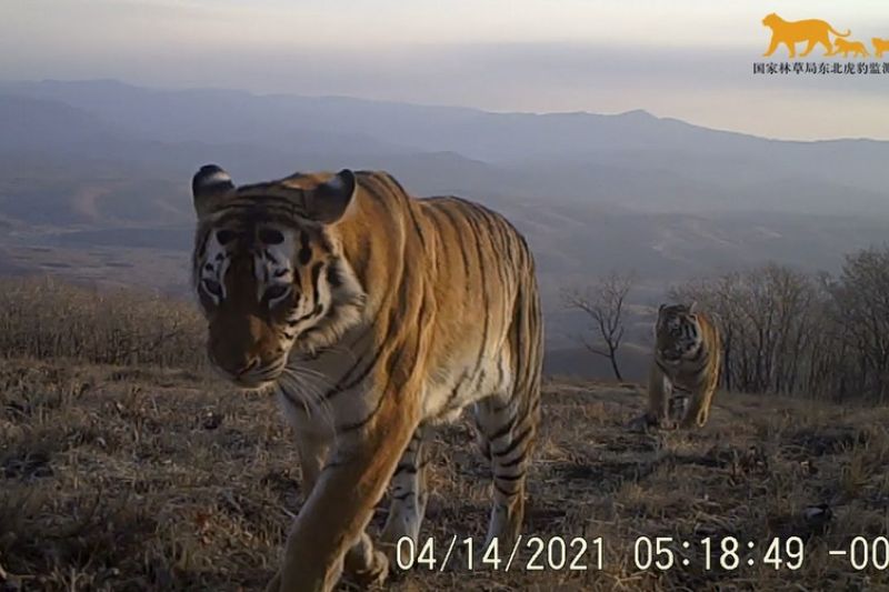 Garis keturunan harimau punah teridentifikasi di China timur laut ...