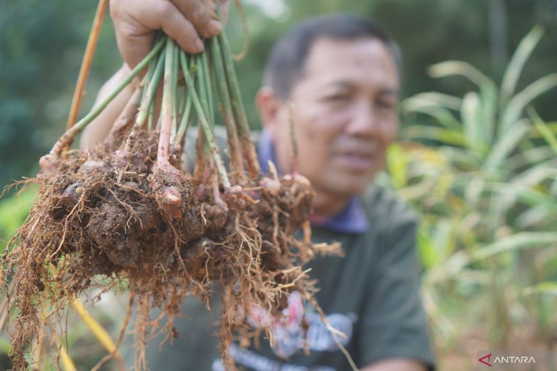 Pengolahan jahe merah Trenggalek - ANTARA News Jawa Timur
