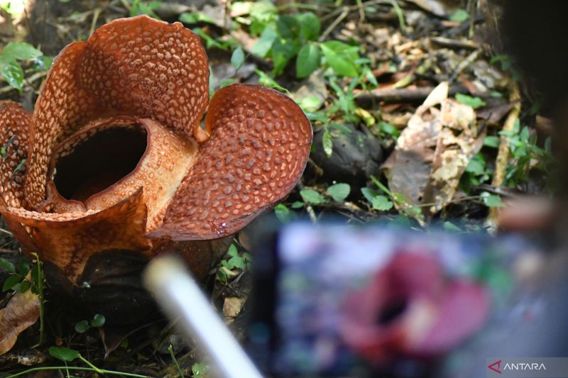 Mengenal bunga Rafflesia: kembang raksasa yang terancam punah - ANTARA News