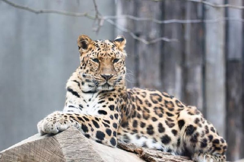 Indonesia begins population survey to track more Javan leopards ...