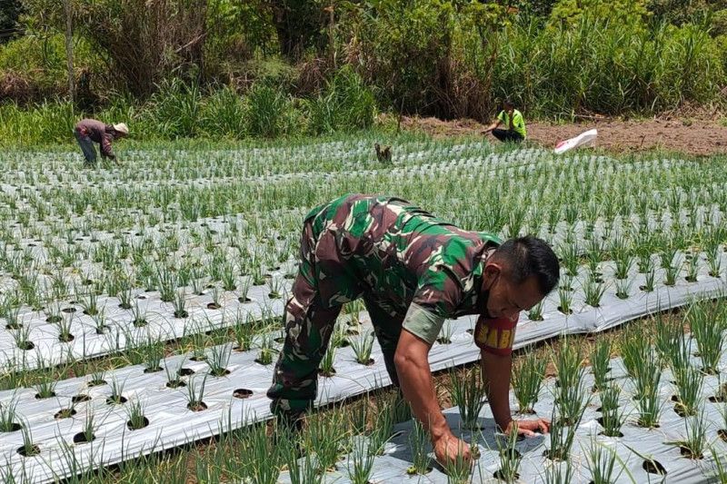 Wujudkan ketahanan pangan, TNI bantu warga tanam bawang di Agam ...