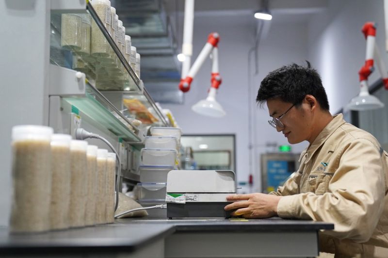 Perjalanan sebutir beras: Dari bibit hingga nasi tersaji di meja makan ...